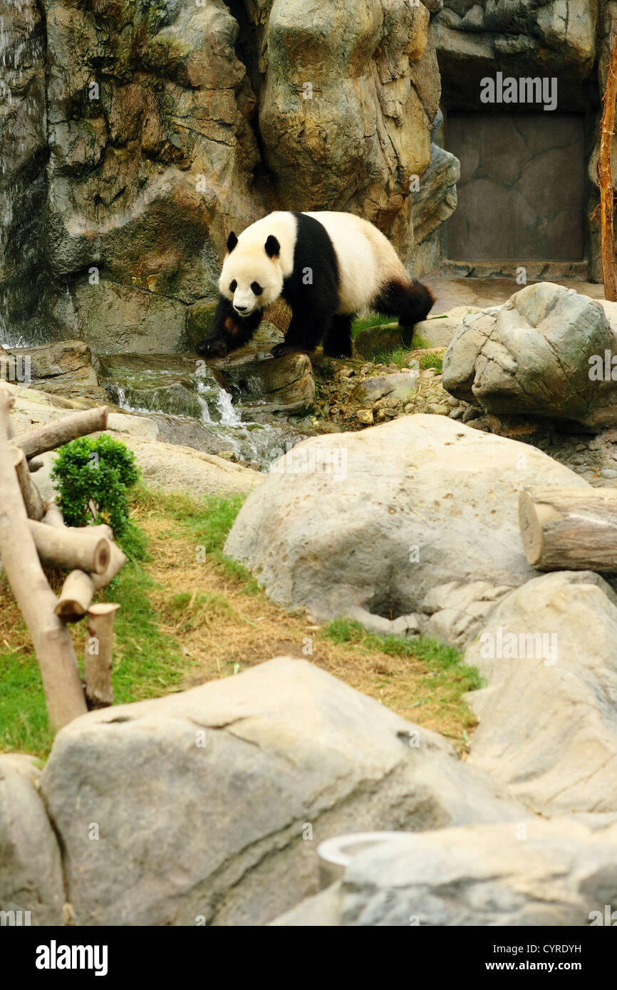 Panda wallpaper hi-res stock photography and images - Alamy