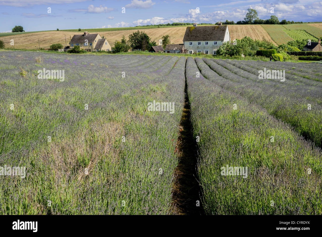 snowshill lavender farm cotswolds uk Stock Photo - Alamy