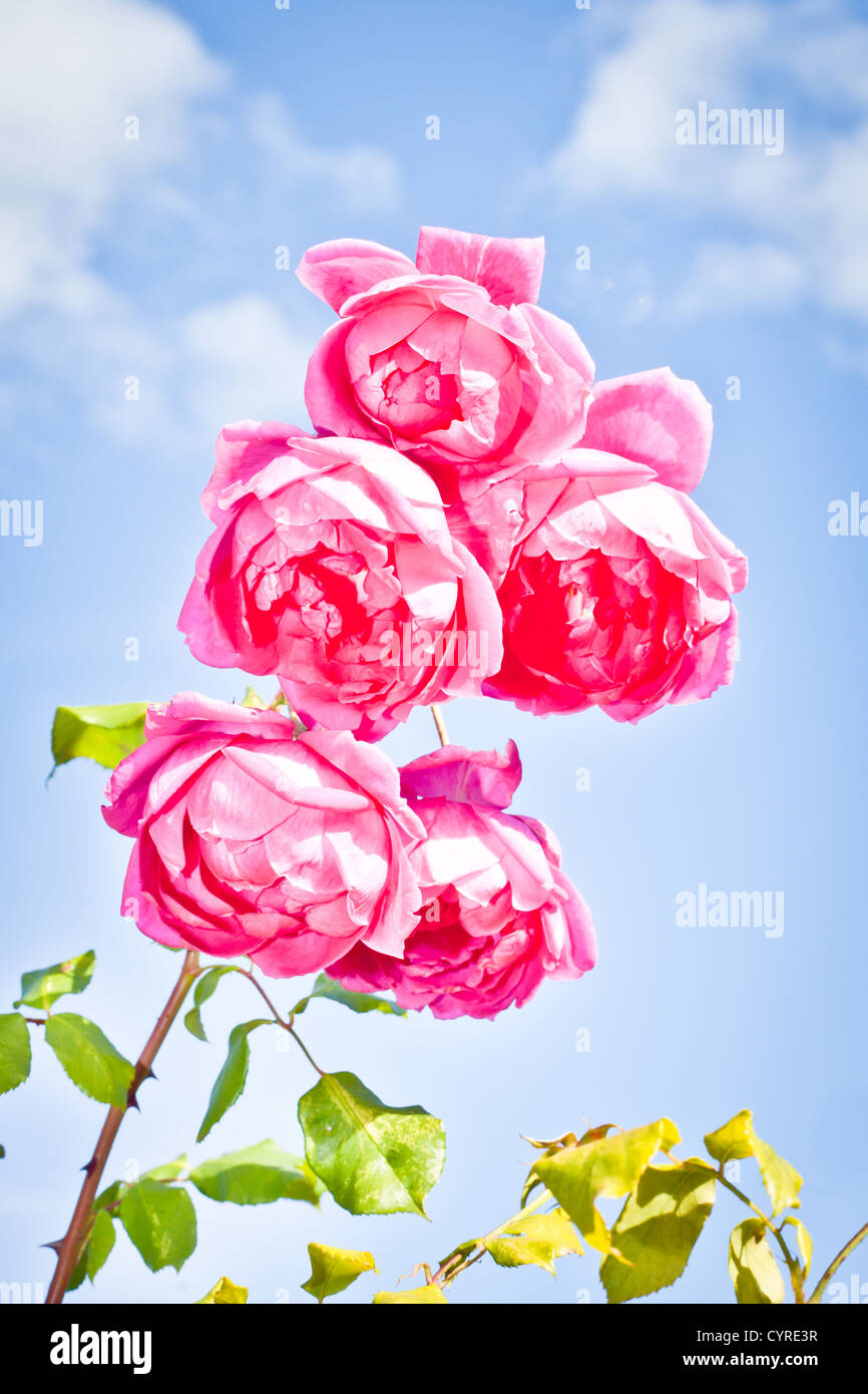 Roses summer blue sky hi-res stock photography and images - Alamy