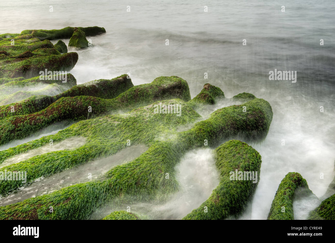 Seaweed shapes hi-res stock photography and images - Alamy