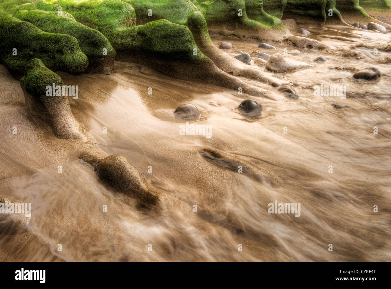 Seaweed scenery of coast with sea wave motion Stock Photo - Alamy