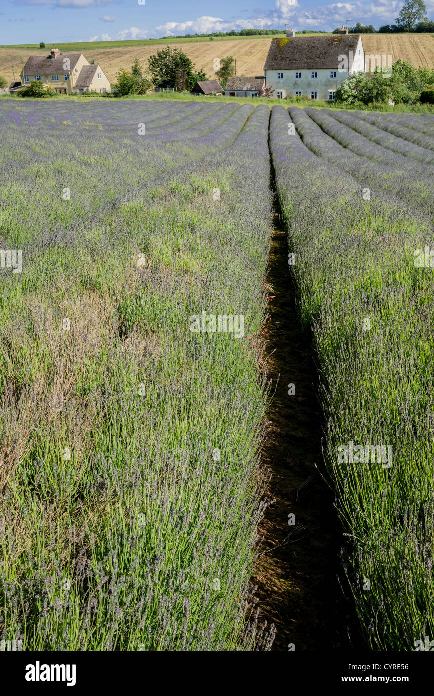 snowshill lavender farm cotswolds uk Stock Photo - Alamy