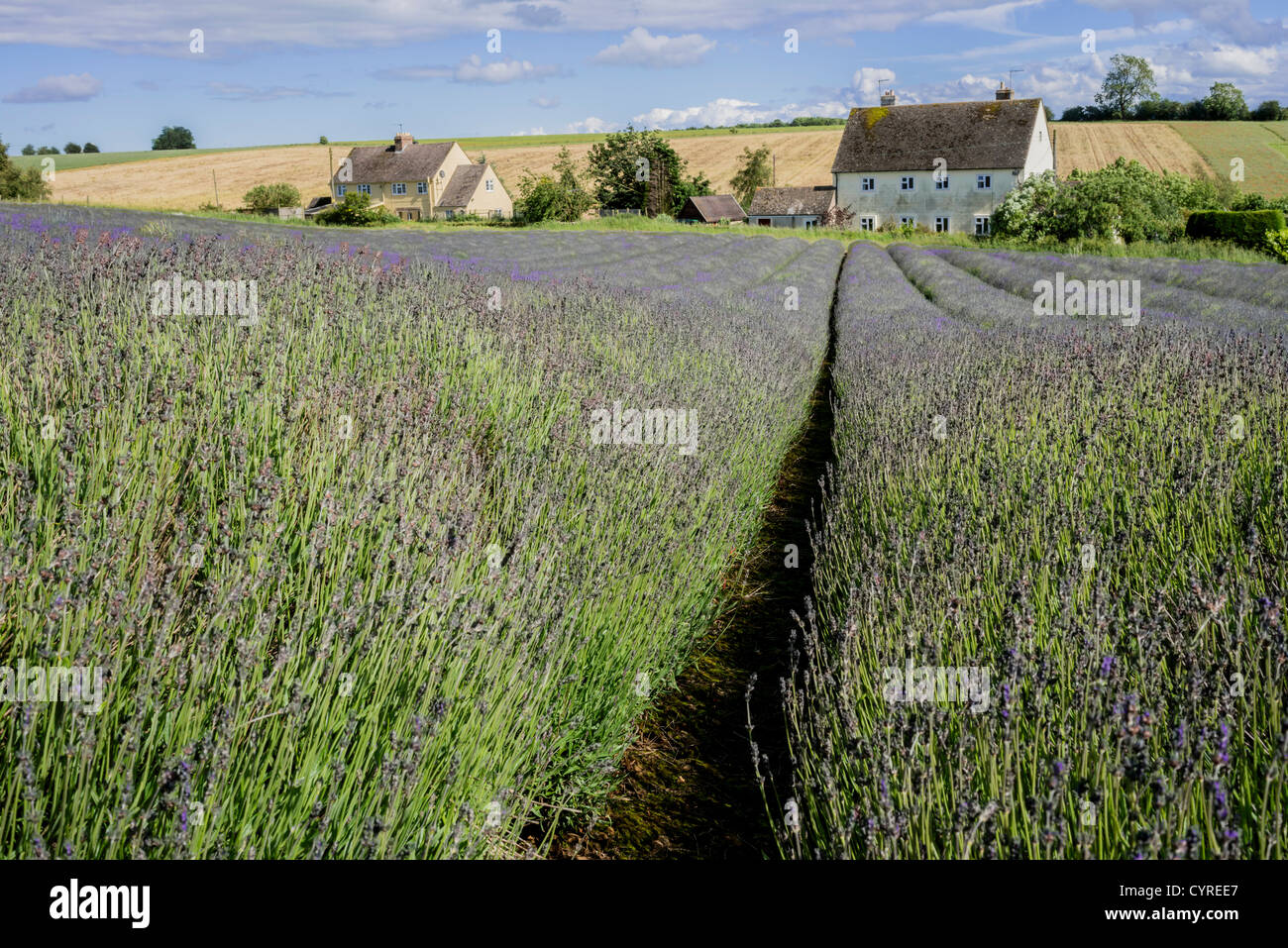 snowshill lavender farm cotswolds uk Stock Photo - Alamy