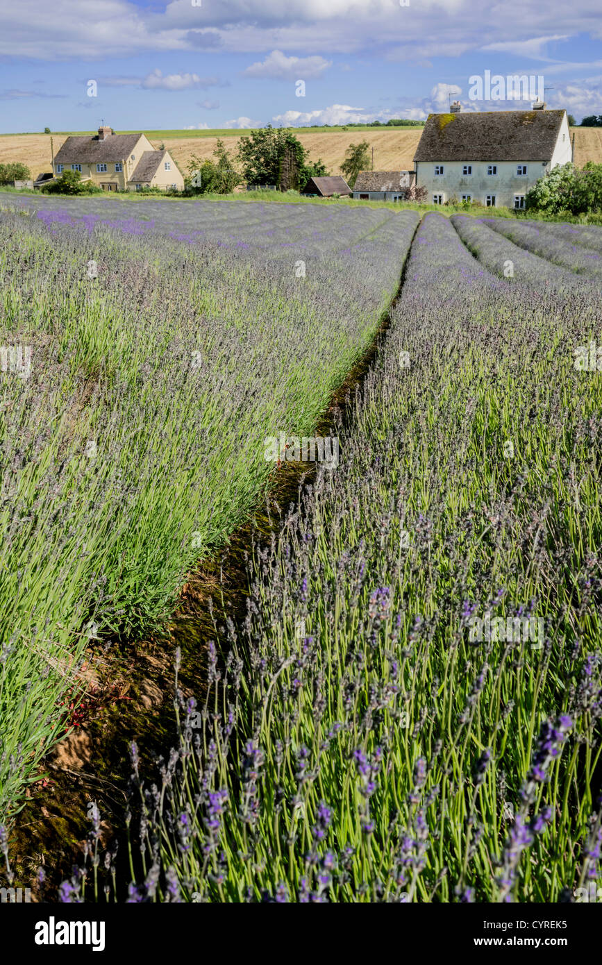 snowshill lavender farm cotswolds uk Stock Photo - Alamy
