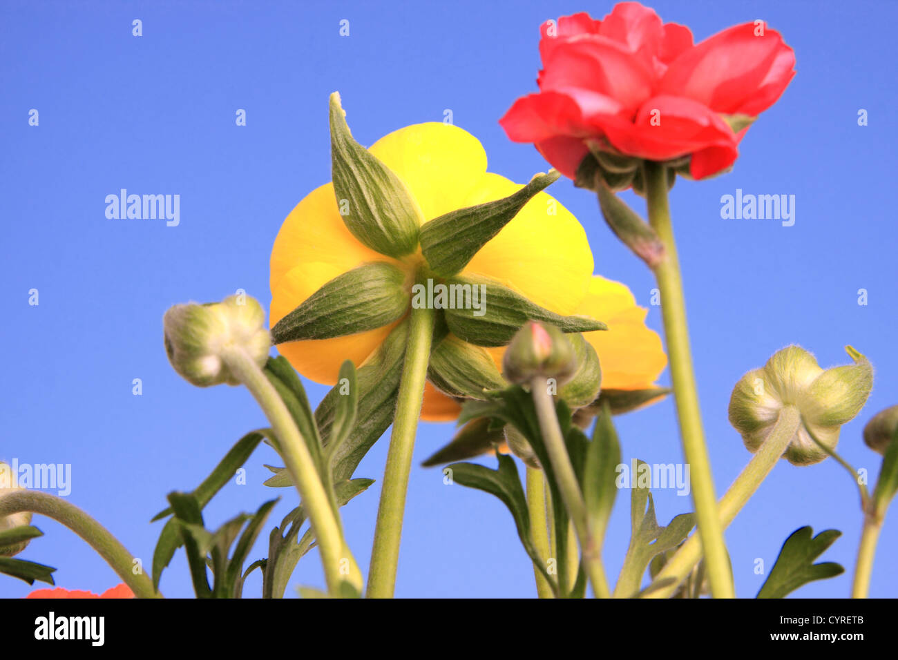 Spring flowers against clear blue sky Stock Photo - Alamy