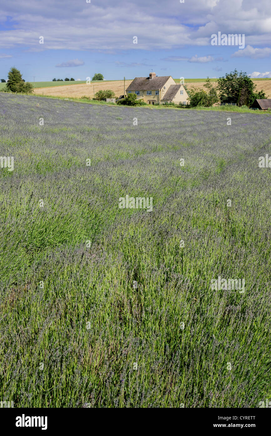 snowshill lavender farm cotswolds uk Stock Photo - Alamy