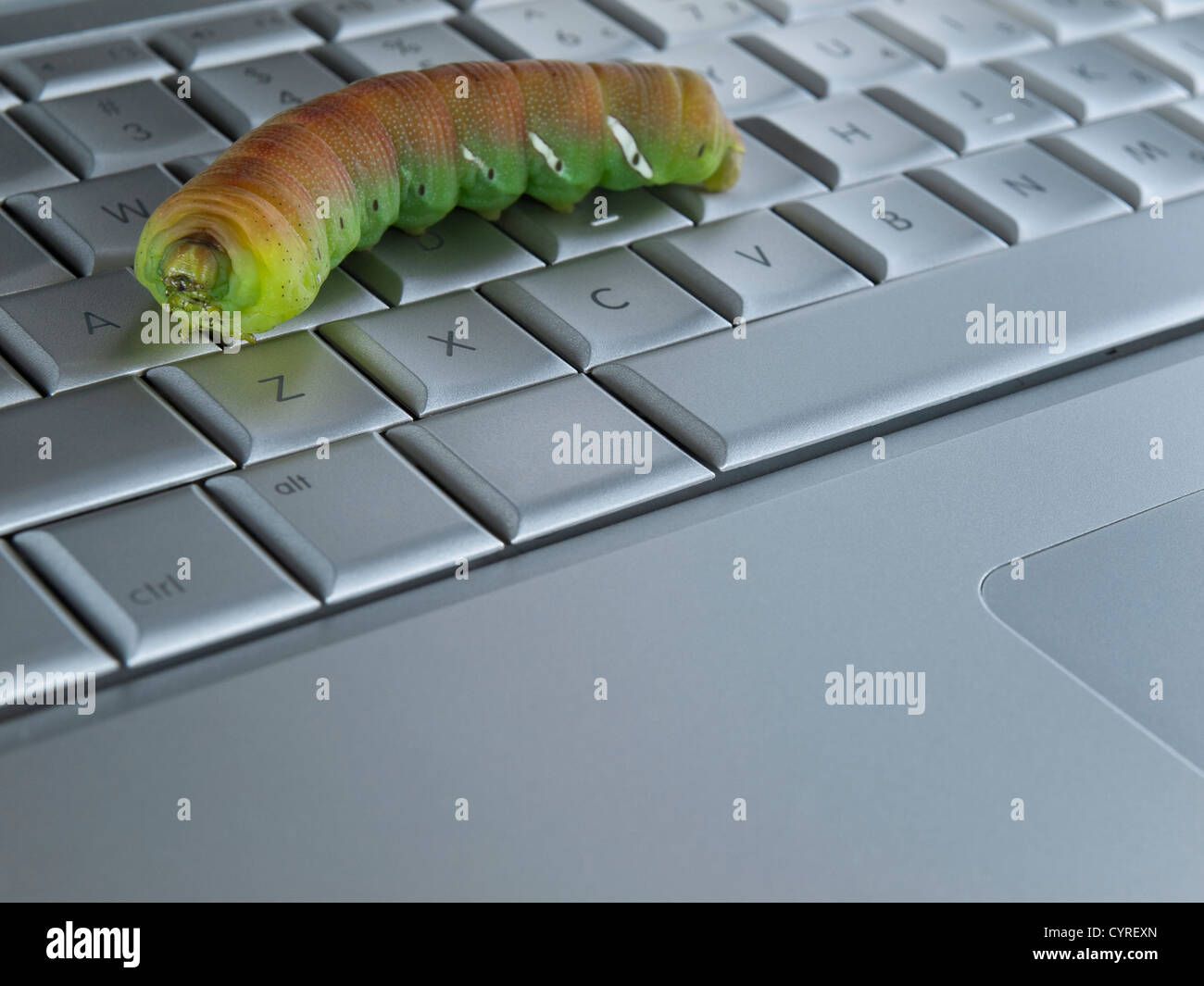 Macro shot of a caterpillar over a computer keyboard Stock Photo - Alamy