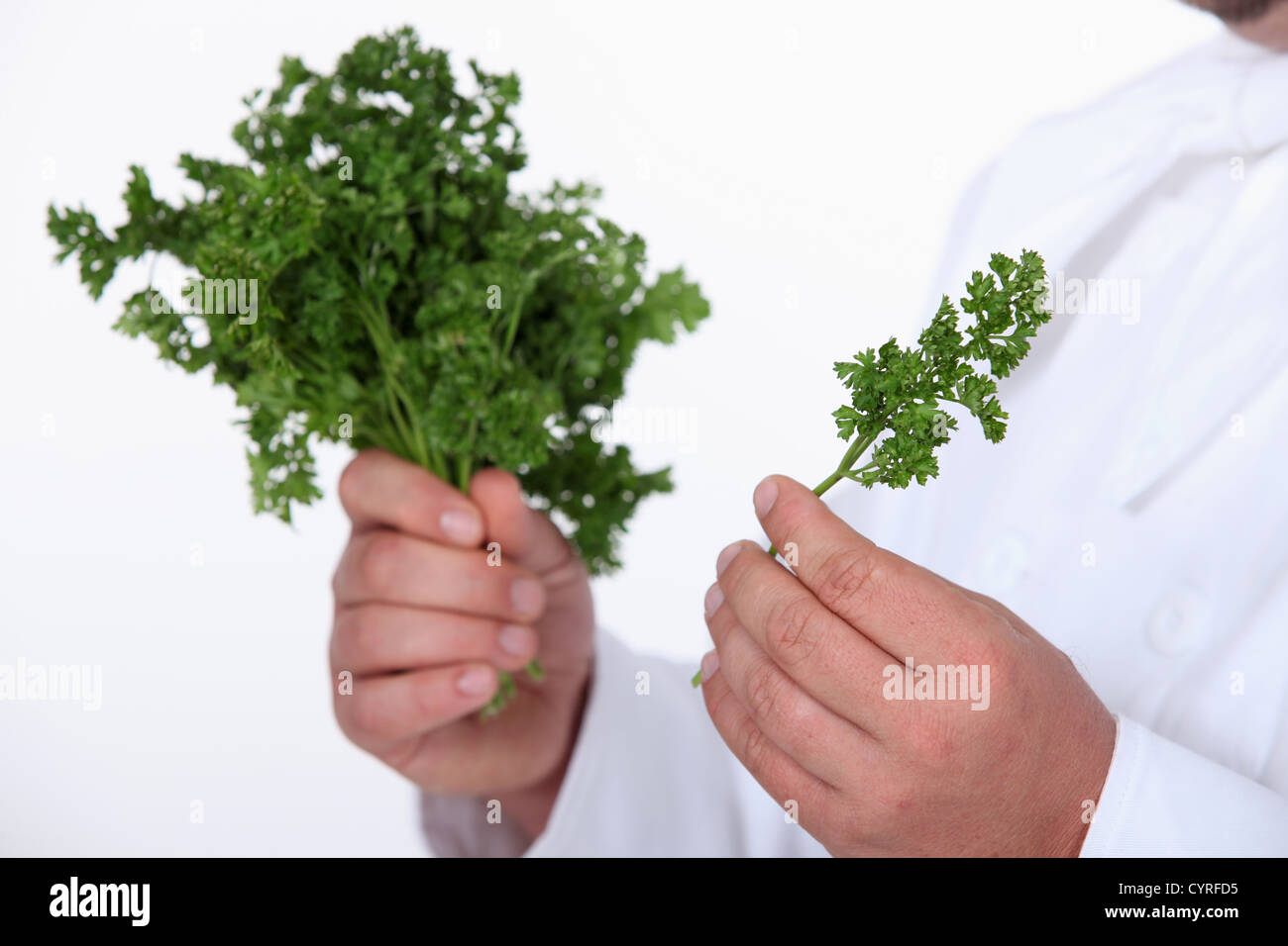 Chef with fresh herbs Stock Photo - Alamy