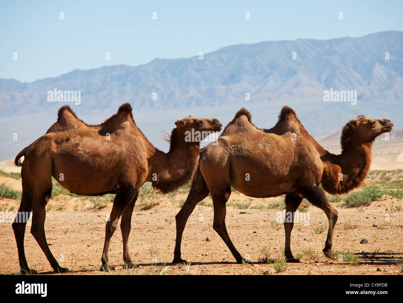 Camel on Tomb ruins Stock Photo - Alamy