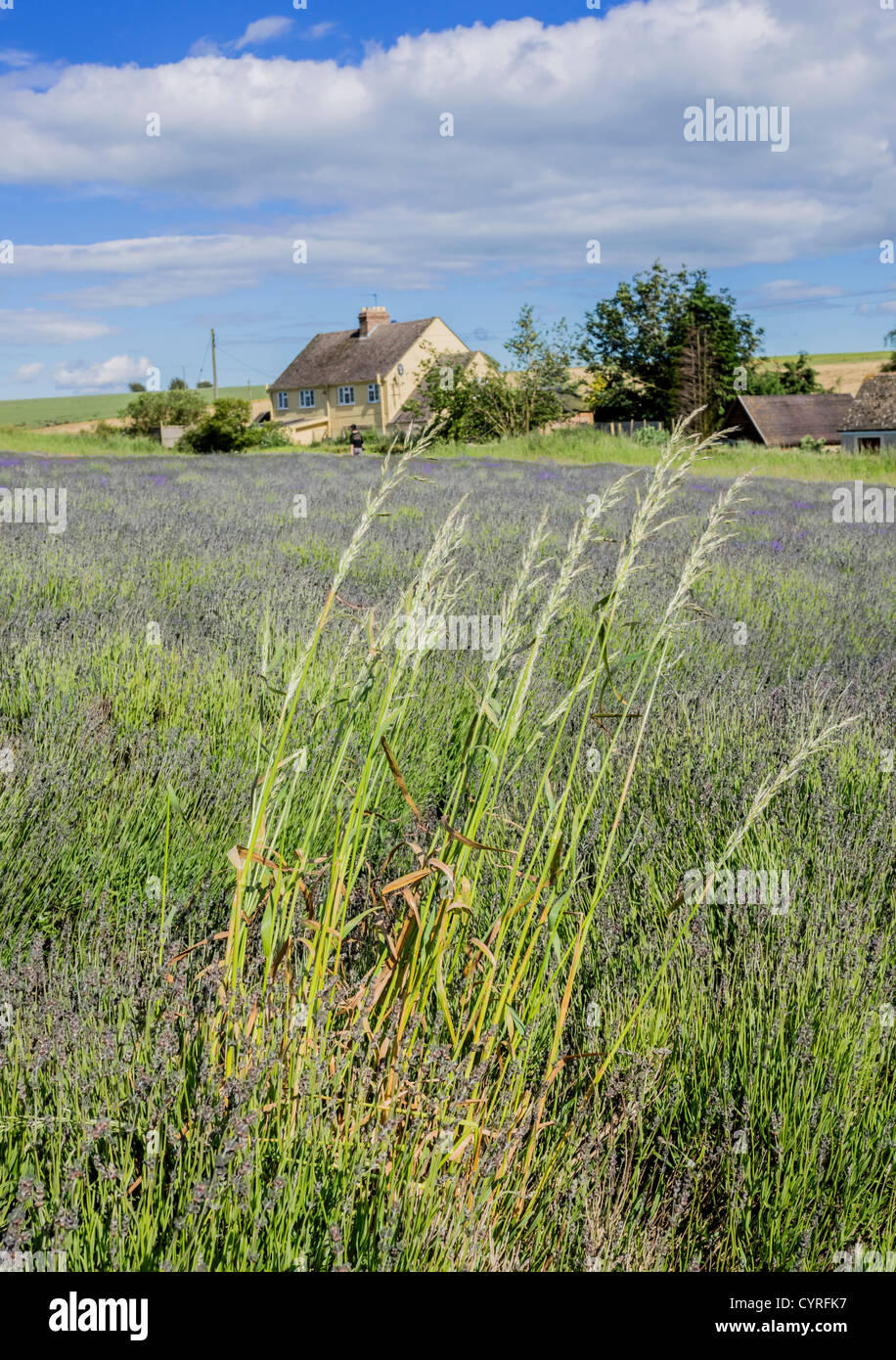 snowshill lavender farm cotswolds uk Stock Photo - Alamy