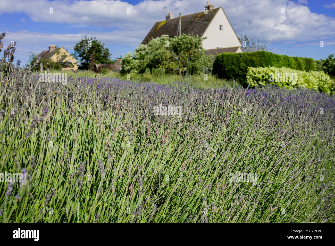 snowshill lavender farm cotswolds uk Stock Photo - Alamy