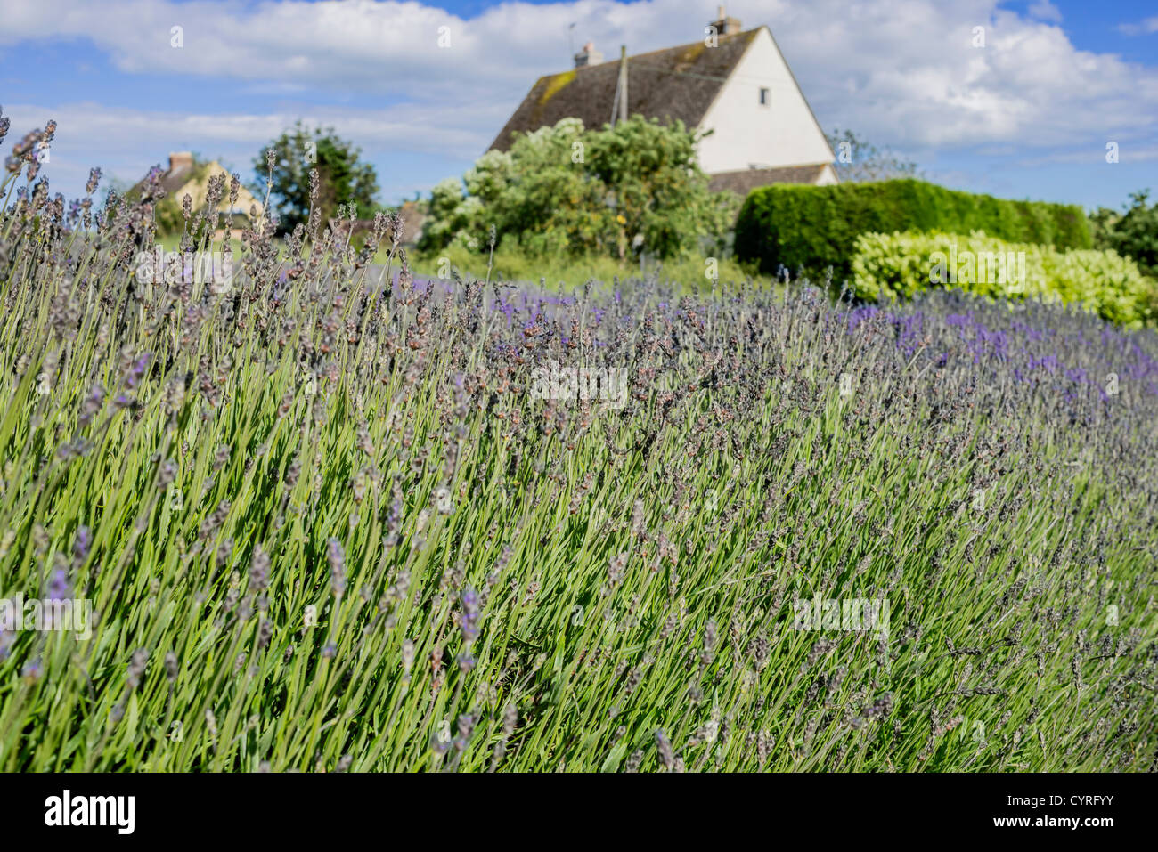 snowshill lavender farm cotswolds uk Stock Photo - Alamy