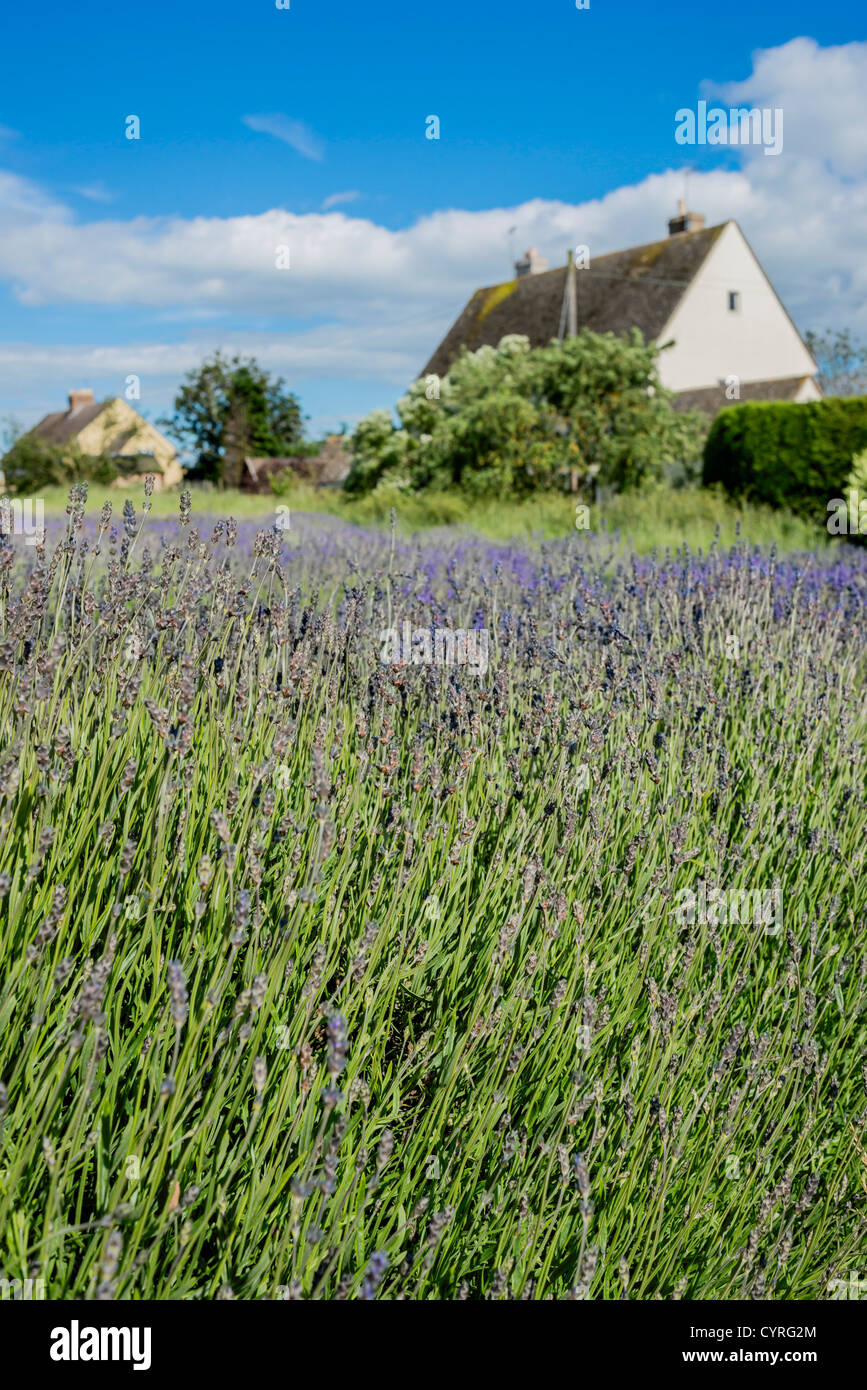 snowshill lavender farm cotswolds uk Stock Photo - Alamy