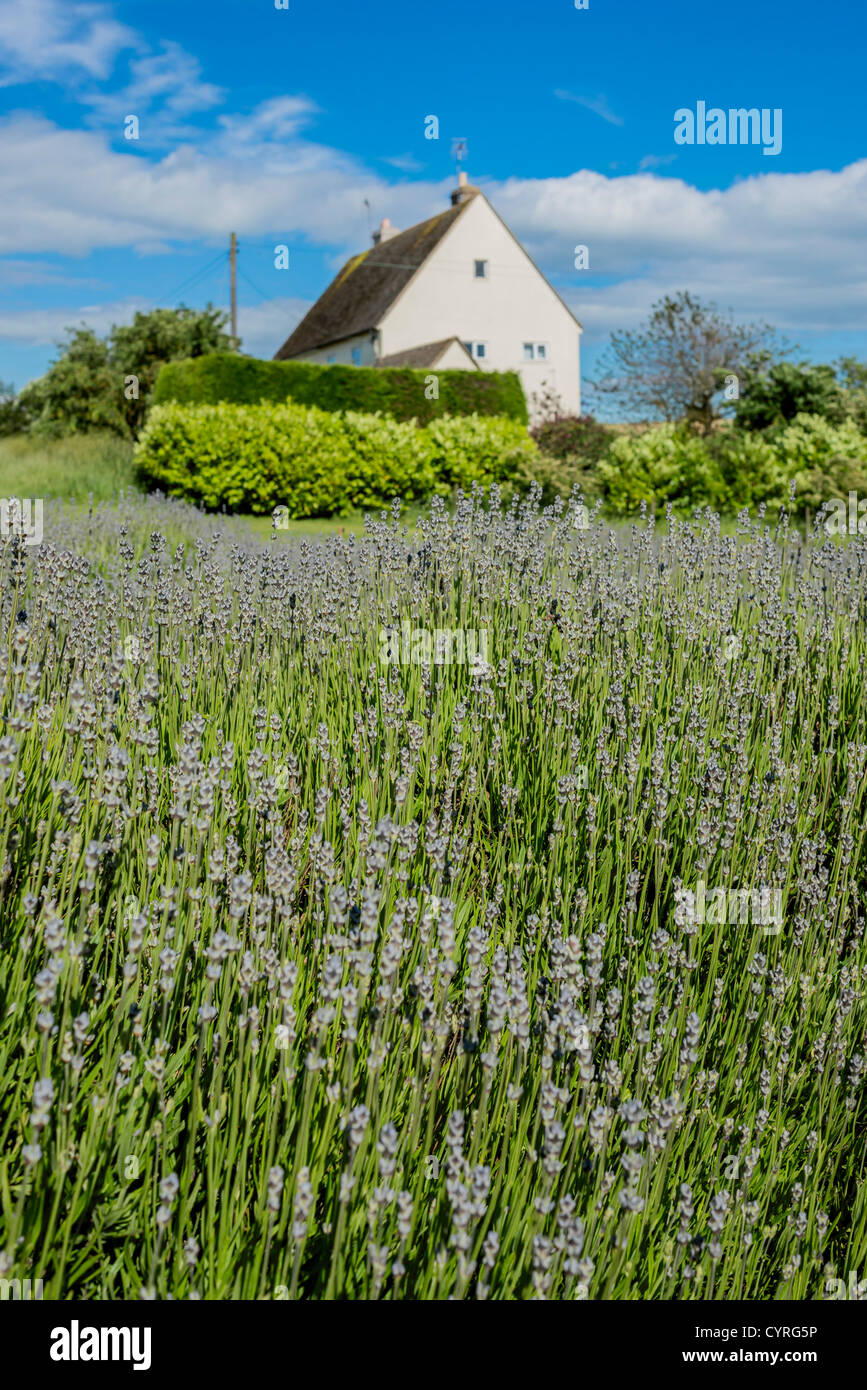 snowshill lavender farm cotswolds uk Stock Photo - Alamy