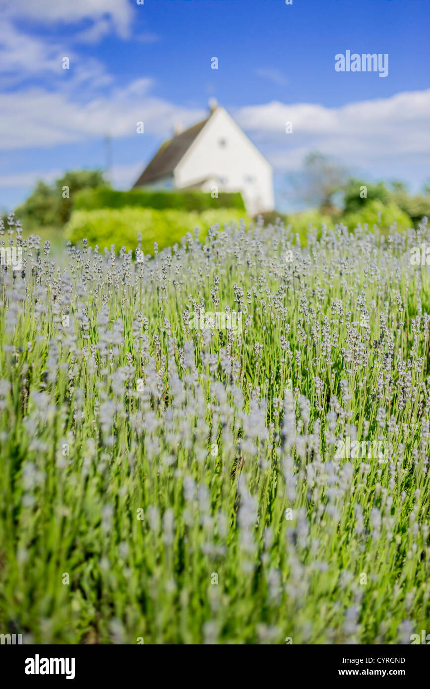 snowshill lavender farm cotswolds uk Stock Photo - Alamy