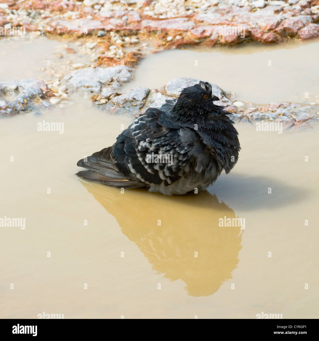Animal of athens hi-res stock photography and images - Alamy