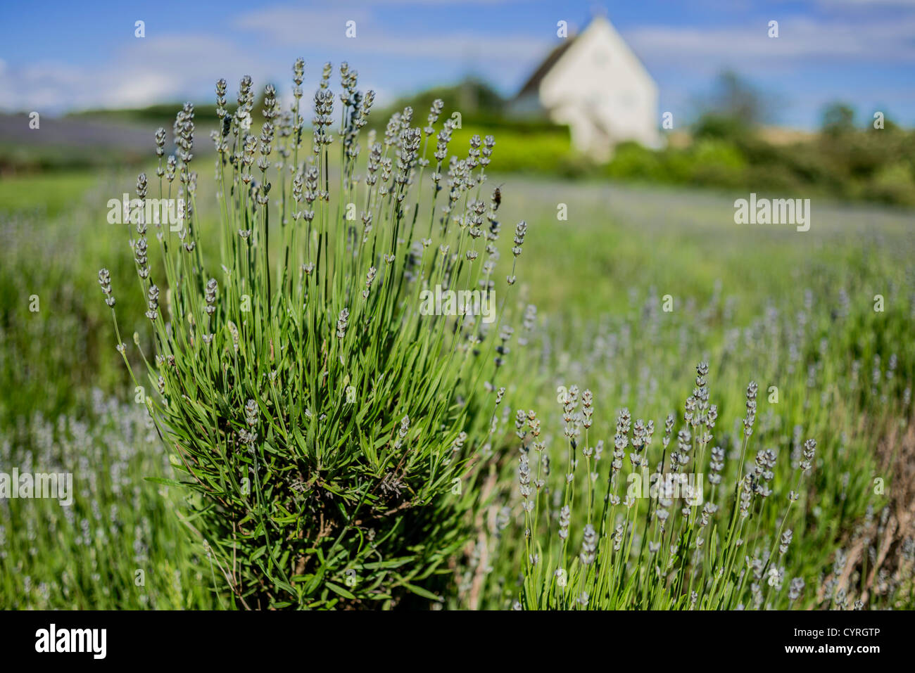 snowshill lavender farm cotswolds uk Stock Photo - Alamy