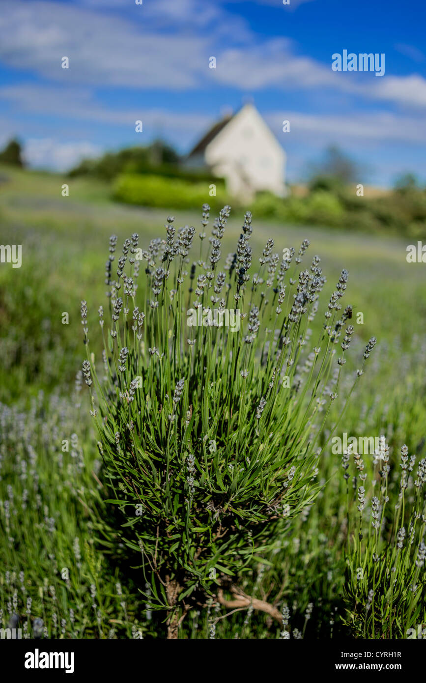 snowshill lavender farm cotswolds uk Stock Photo - Alamy