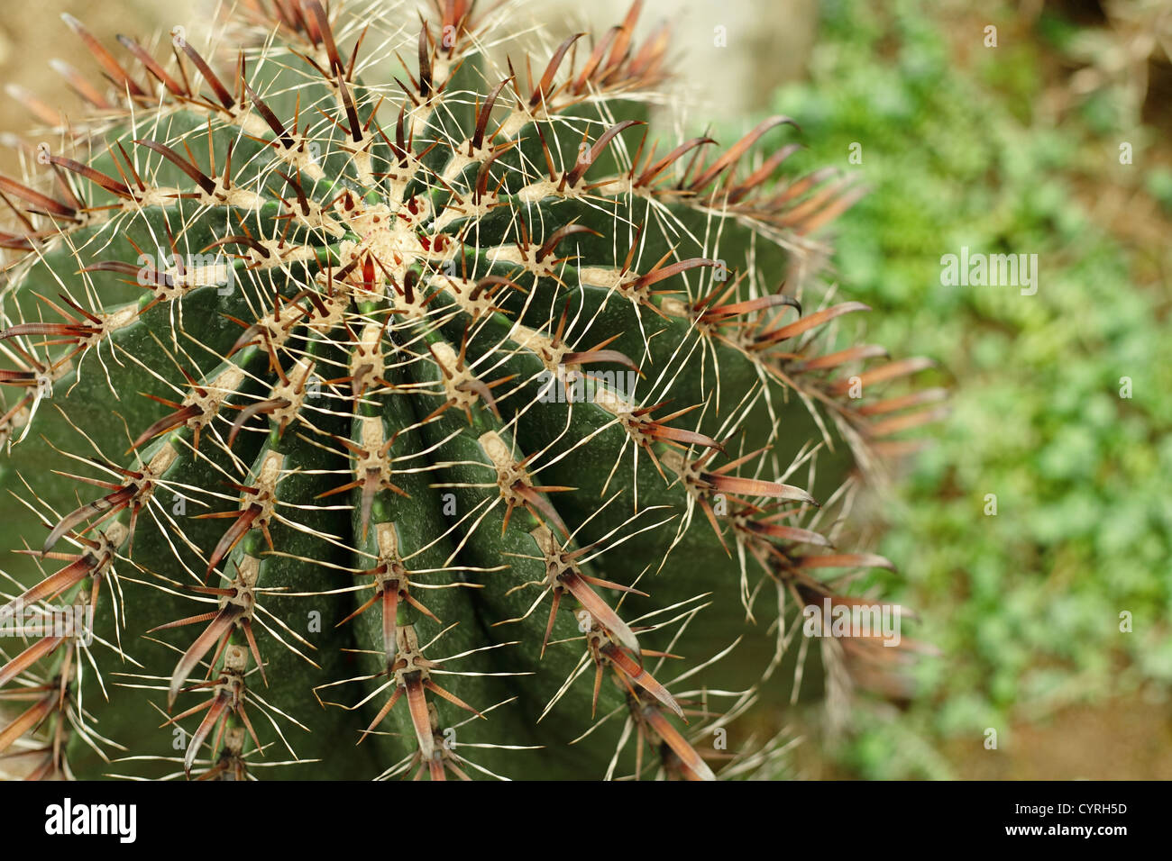 Fish hook cactus hi-res stock photography and images - Alamy