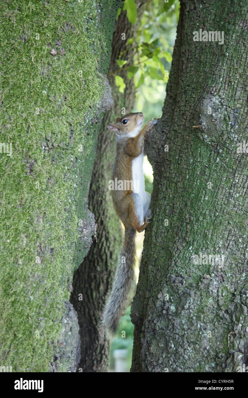 Red squirrels tree hi-res stock photography and images - Alamy