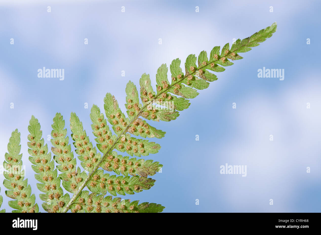 Male Broad Buckle fern form and outline of pinnae fronds with sori ...