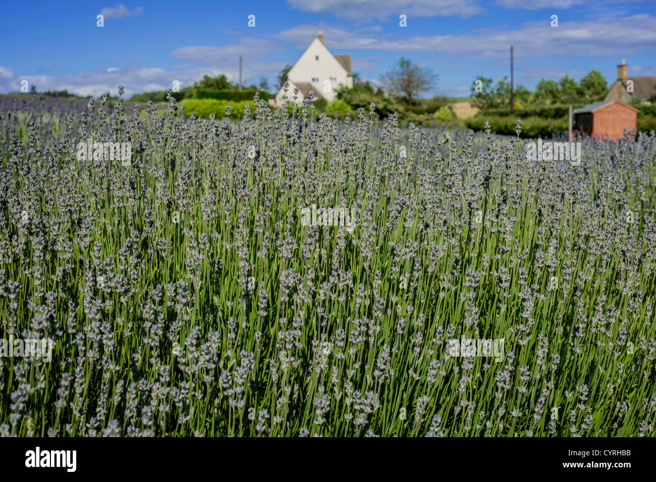 snowshill lavender farm cotswolds uk Stock Photo - Alamy