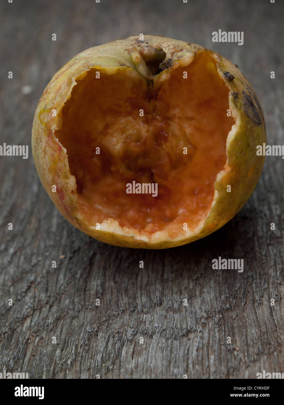 An empty apple in Autumn Stock Photo - Alamy