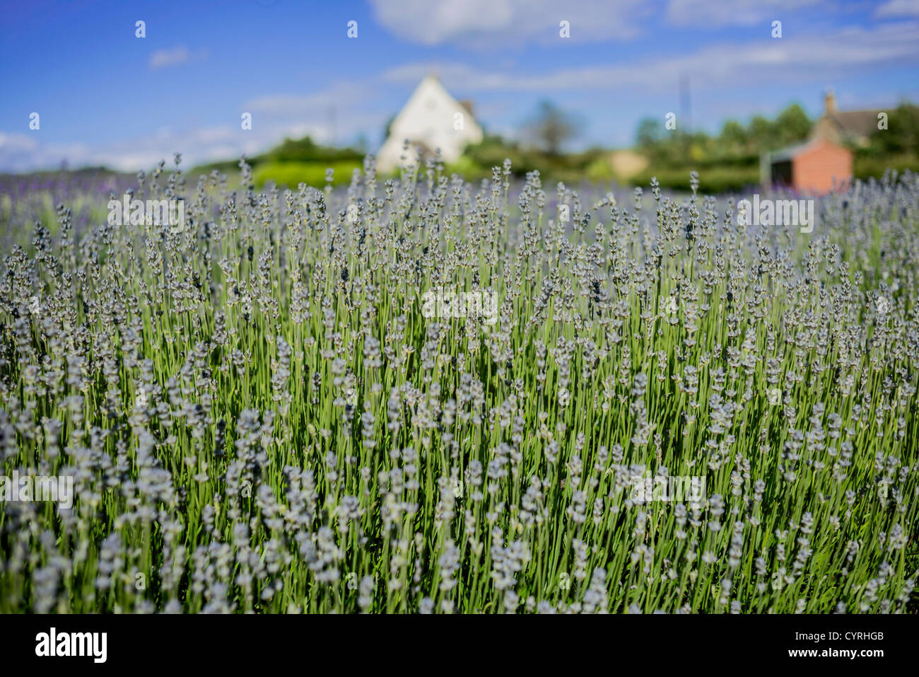snowshill lavender farm cotswolds uk Stock Photo - Alamy