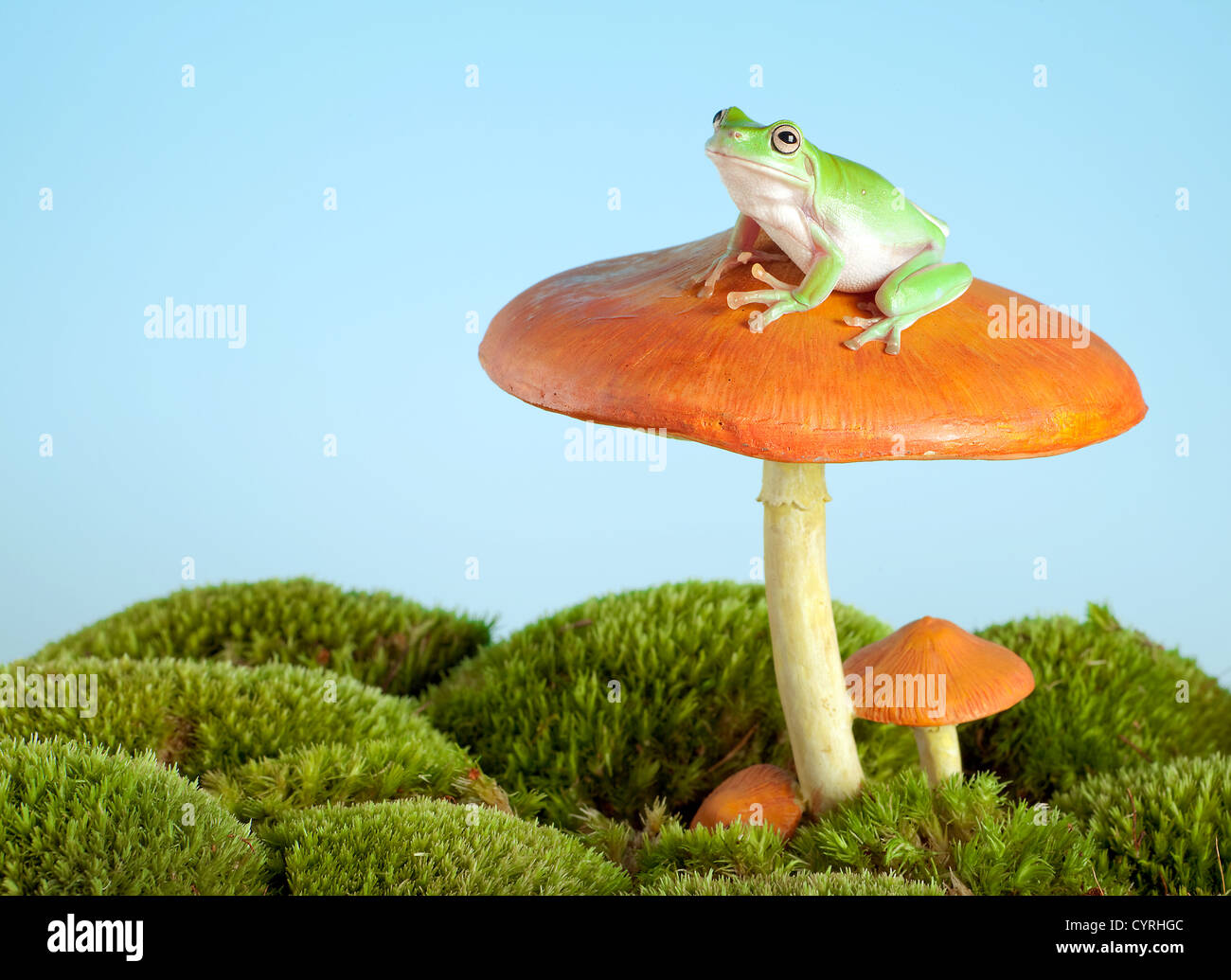 Toadstool frog hi-res stock photography and images - Alamy