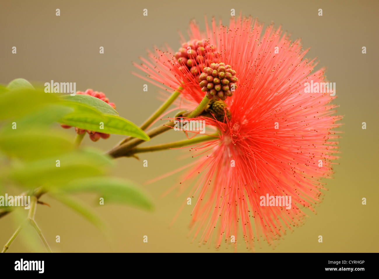 These small flower were so beautiful and lovely, take picture in Taipei ...