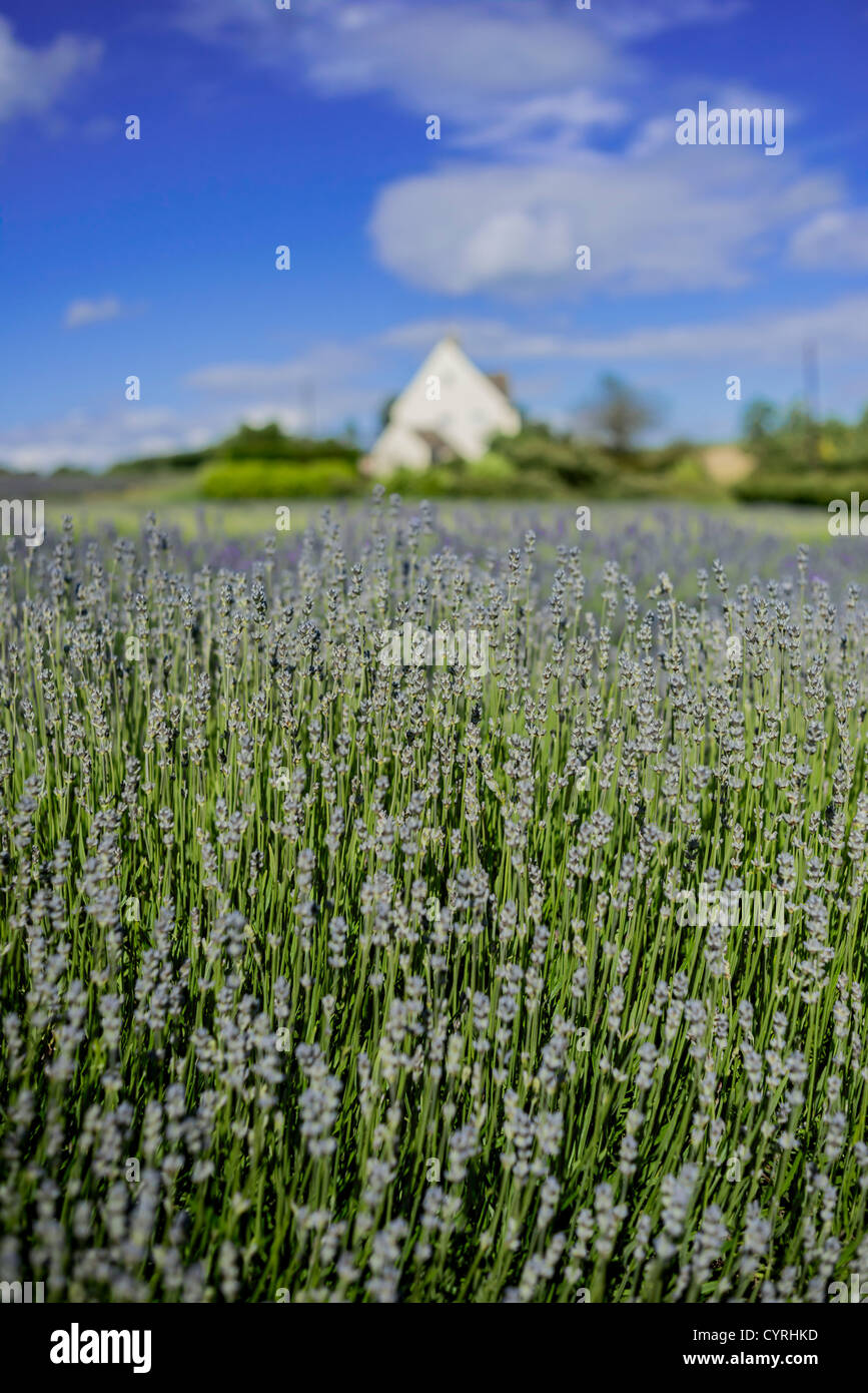 snowshill lavender farm cotswolds uk Stock Photo - Alamy