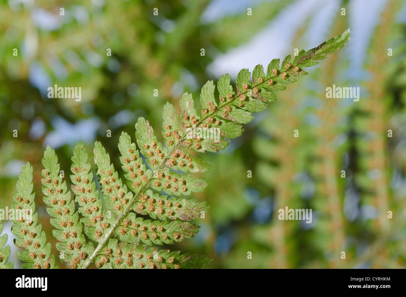 Male Broad Buckle fern form and outline of pinnae fronds with sori ...