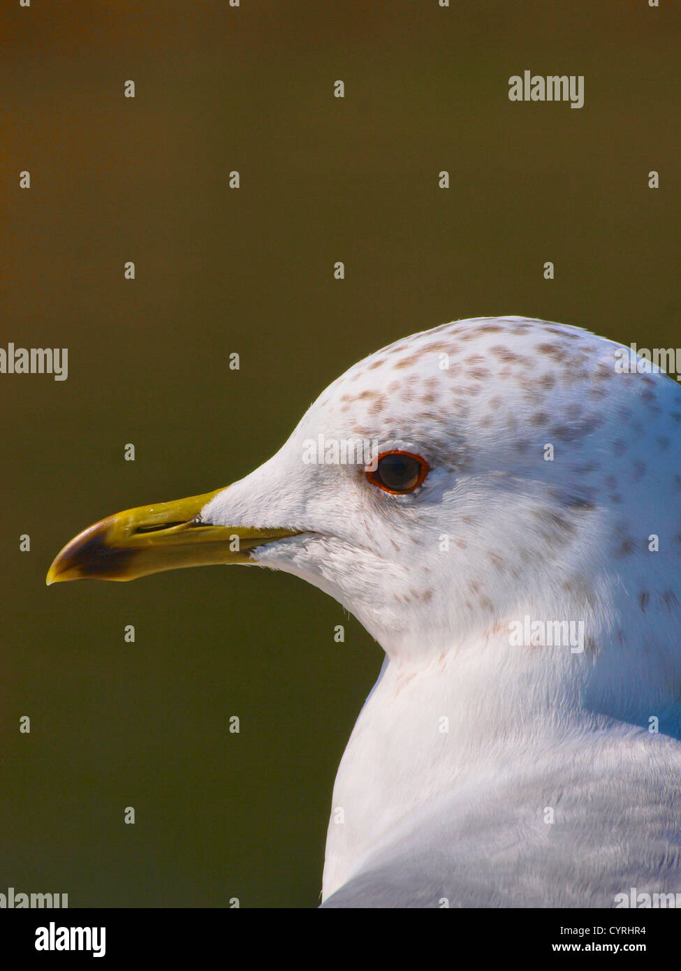 Seagul close up. Brown background. Only head showing Stock Photo - Alamy