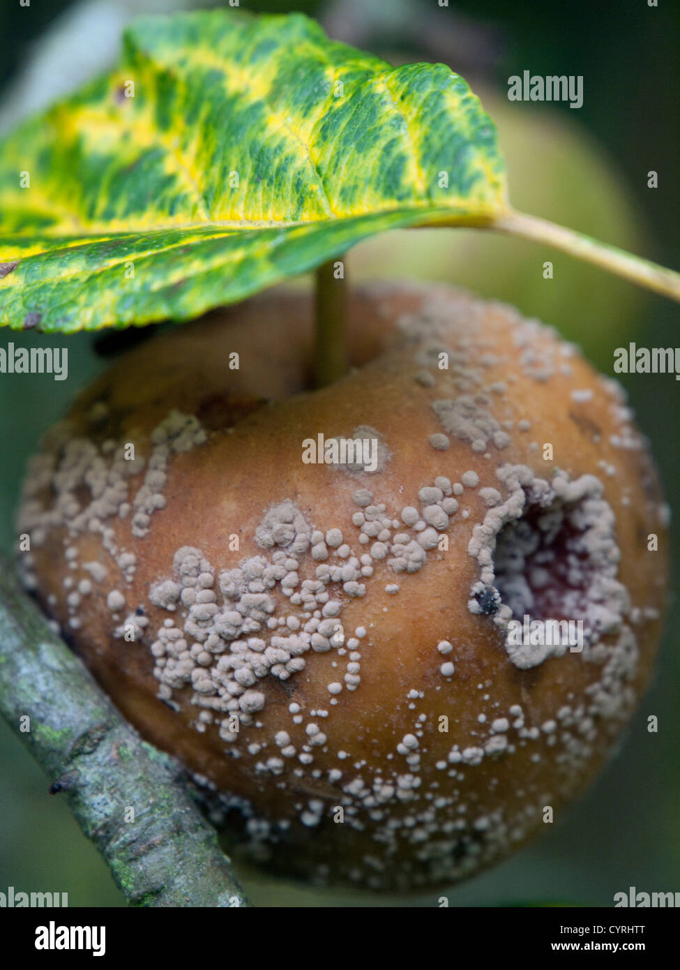 Bad apple hi-res stock photography and images - Alamy