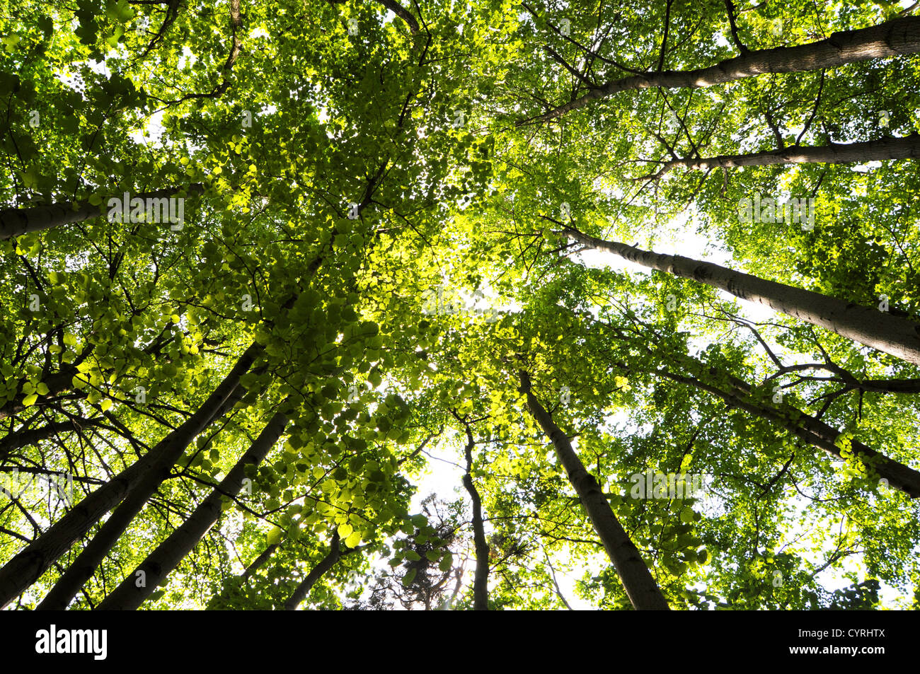 tree in summer forest with green leaves showing nature concept Stock ...