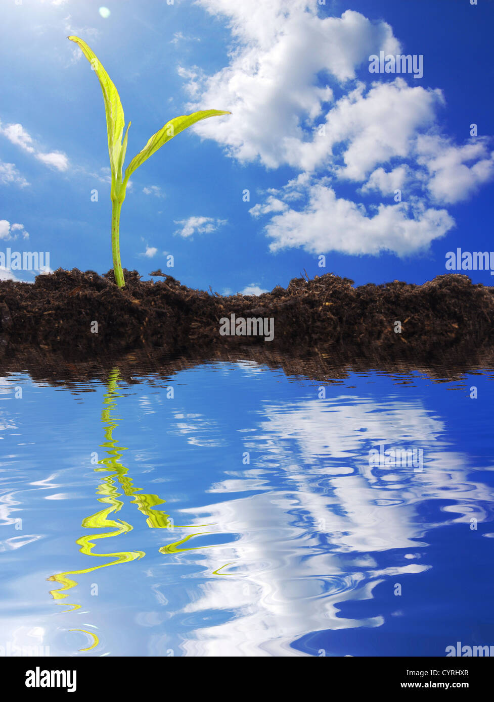 small plant and water reflection showing summer or nature concept Stock ...