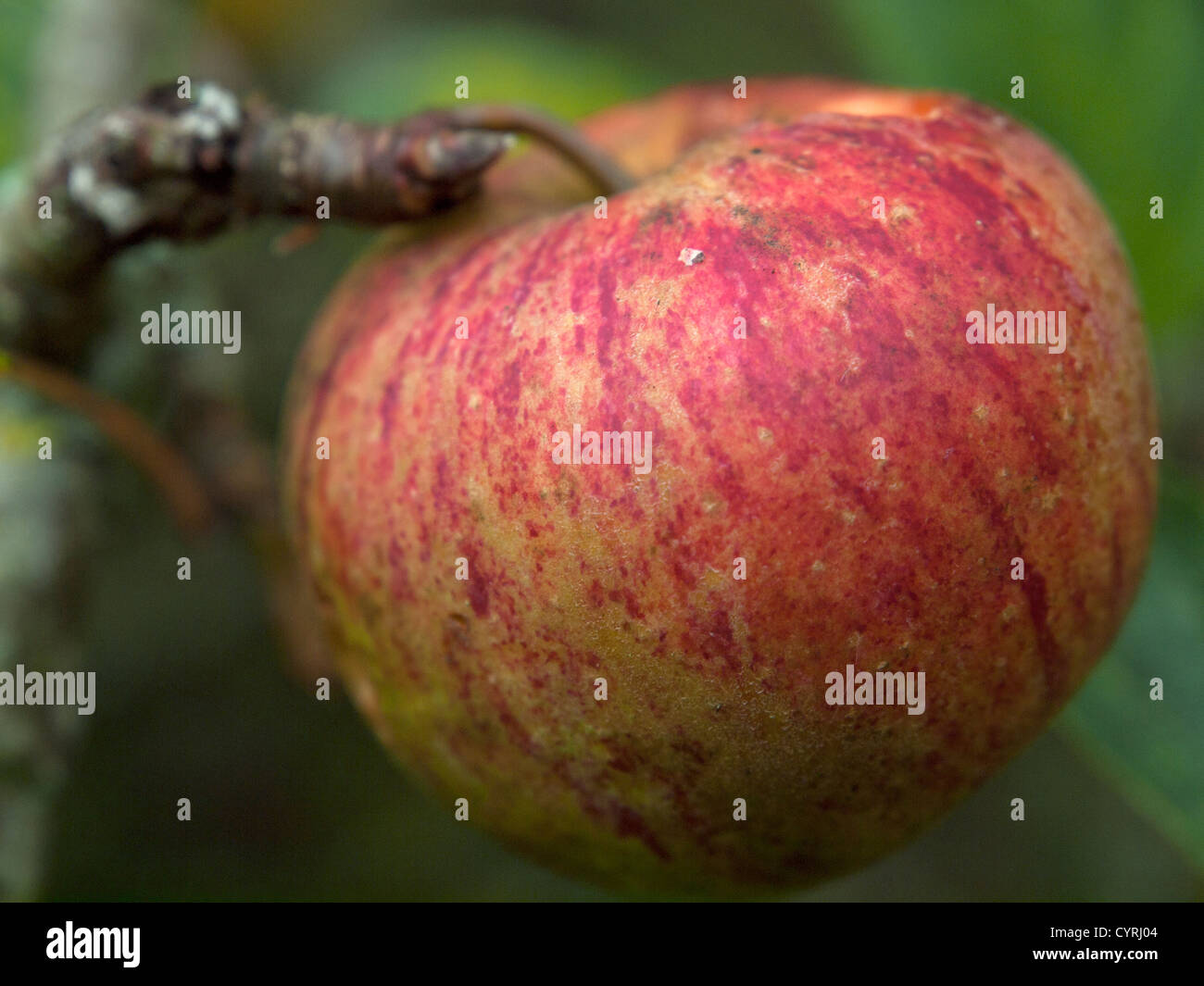 Apples in Autumn Stock Photo - Alamy