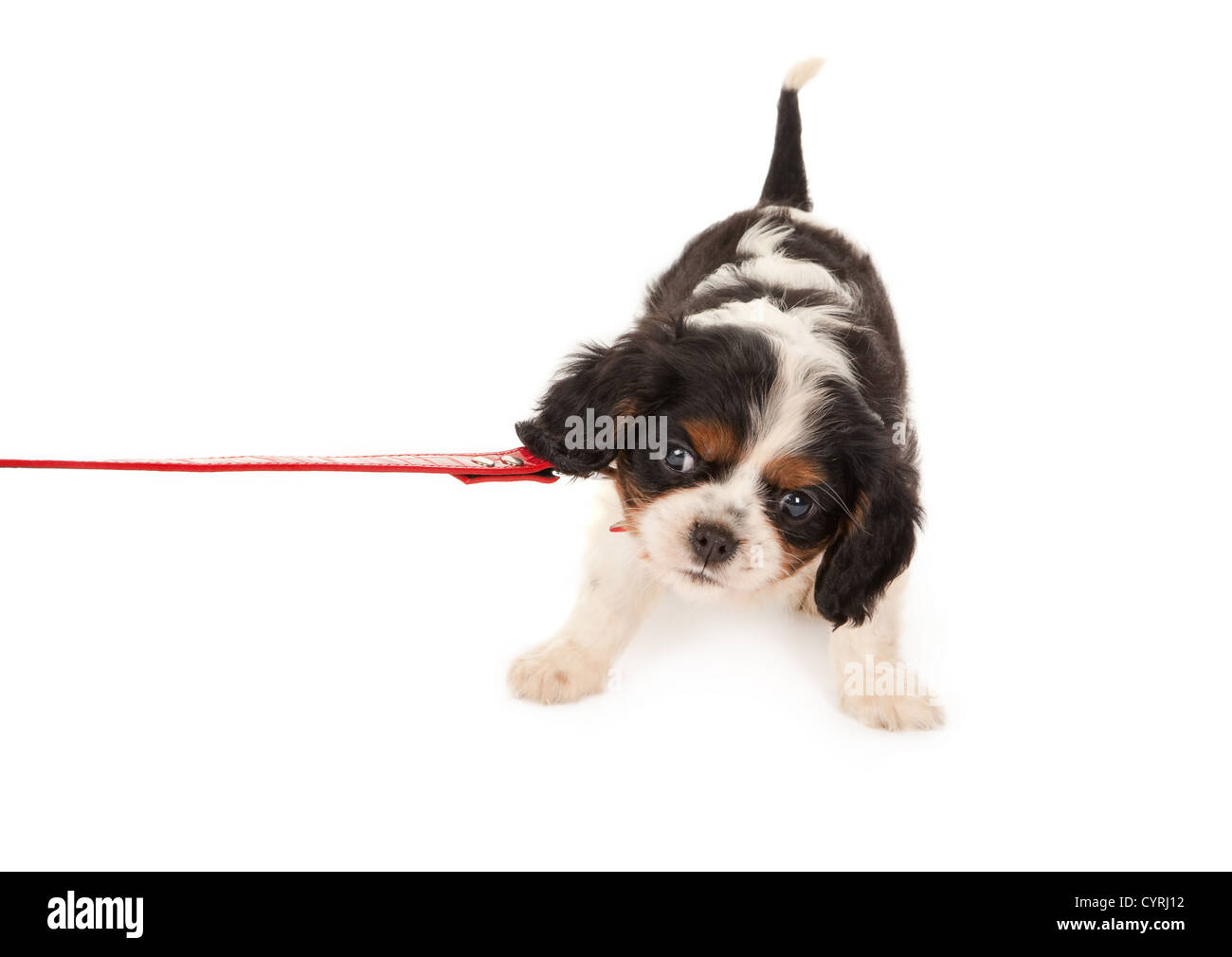 Cavalier king charles spaniel puppies hi-res stock photography and ...