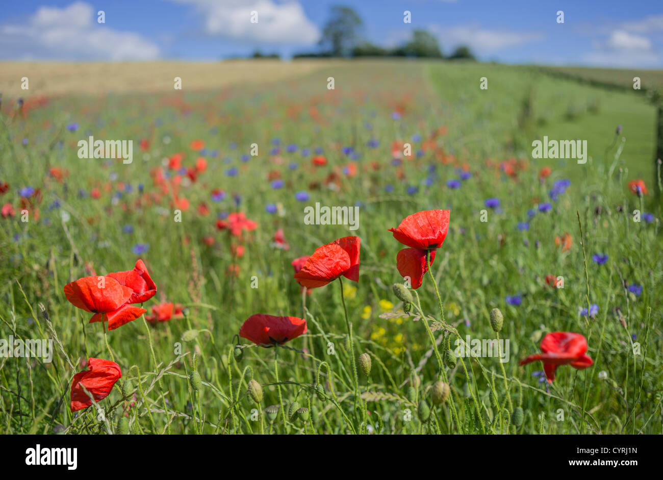 wild flowers in a field Stock Photo - Alamy