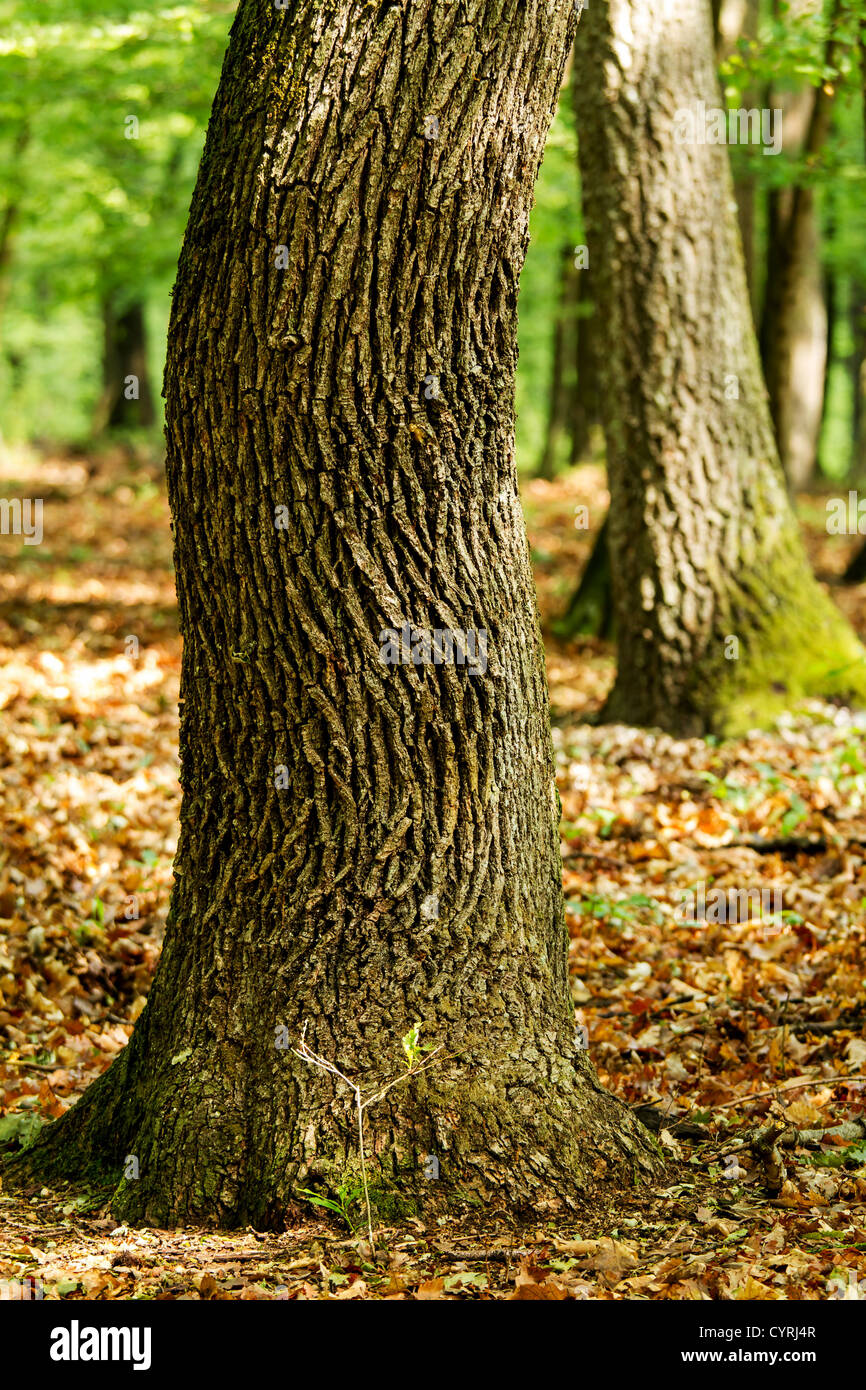 Old oak forest Stock Photo - Alamy