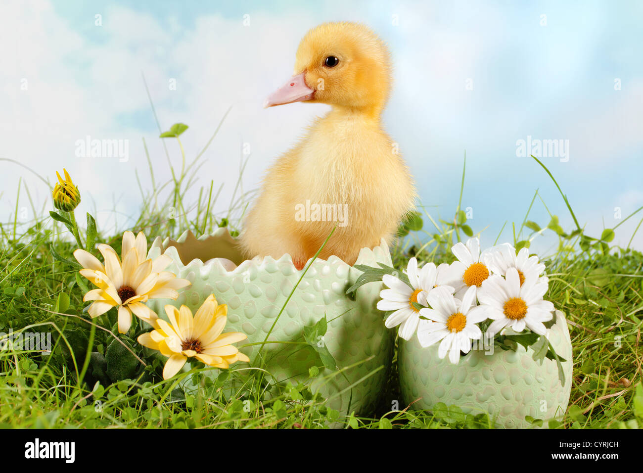 Inside daisy clover hi-res stock photography and images - Alamy