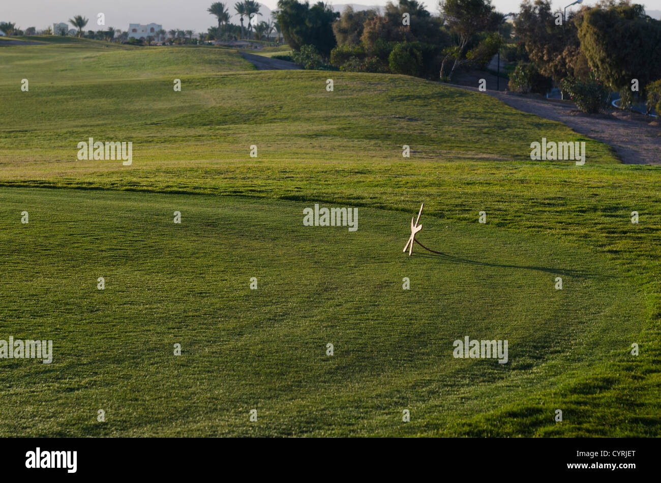 grass texture golf fields el gouna star Stock Photo - Alamy