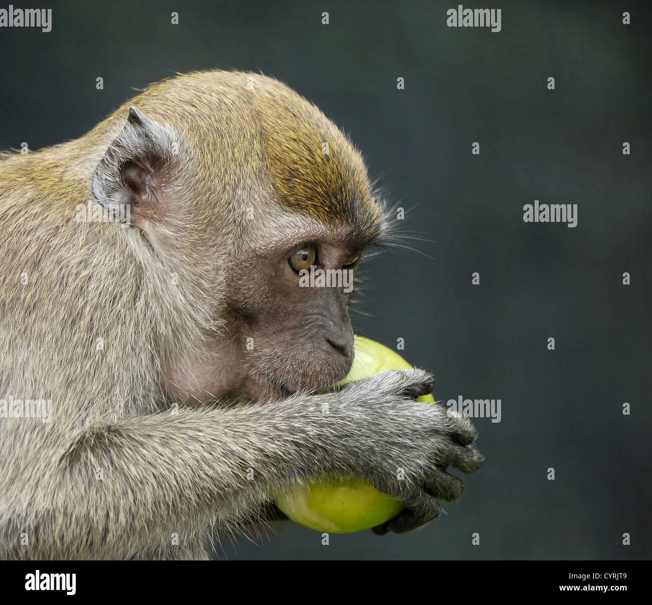 A Portrait of a Monkey and an Apple Stock Photo - Alamy