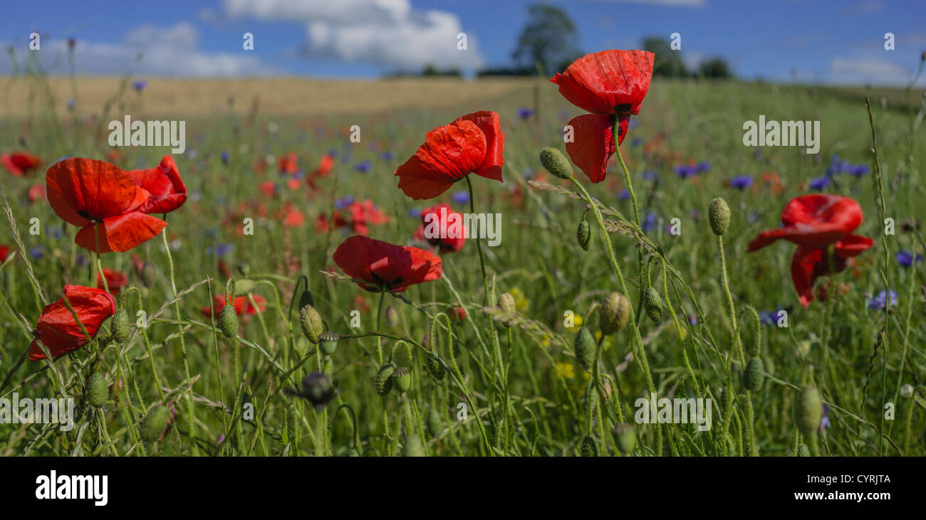 wild flowers in a field Stock Photo - Alamy