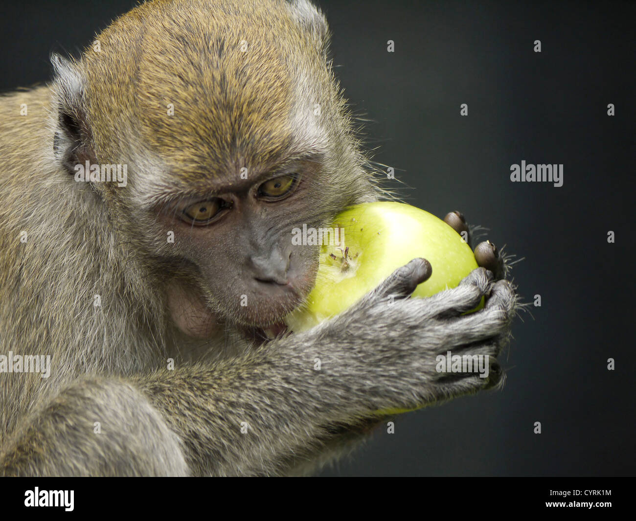 Hunter apple hi-res stock photography and images - Alamy