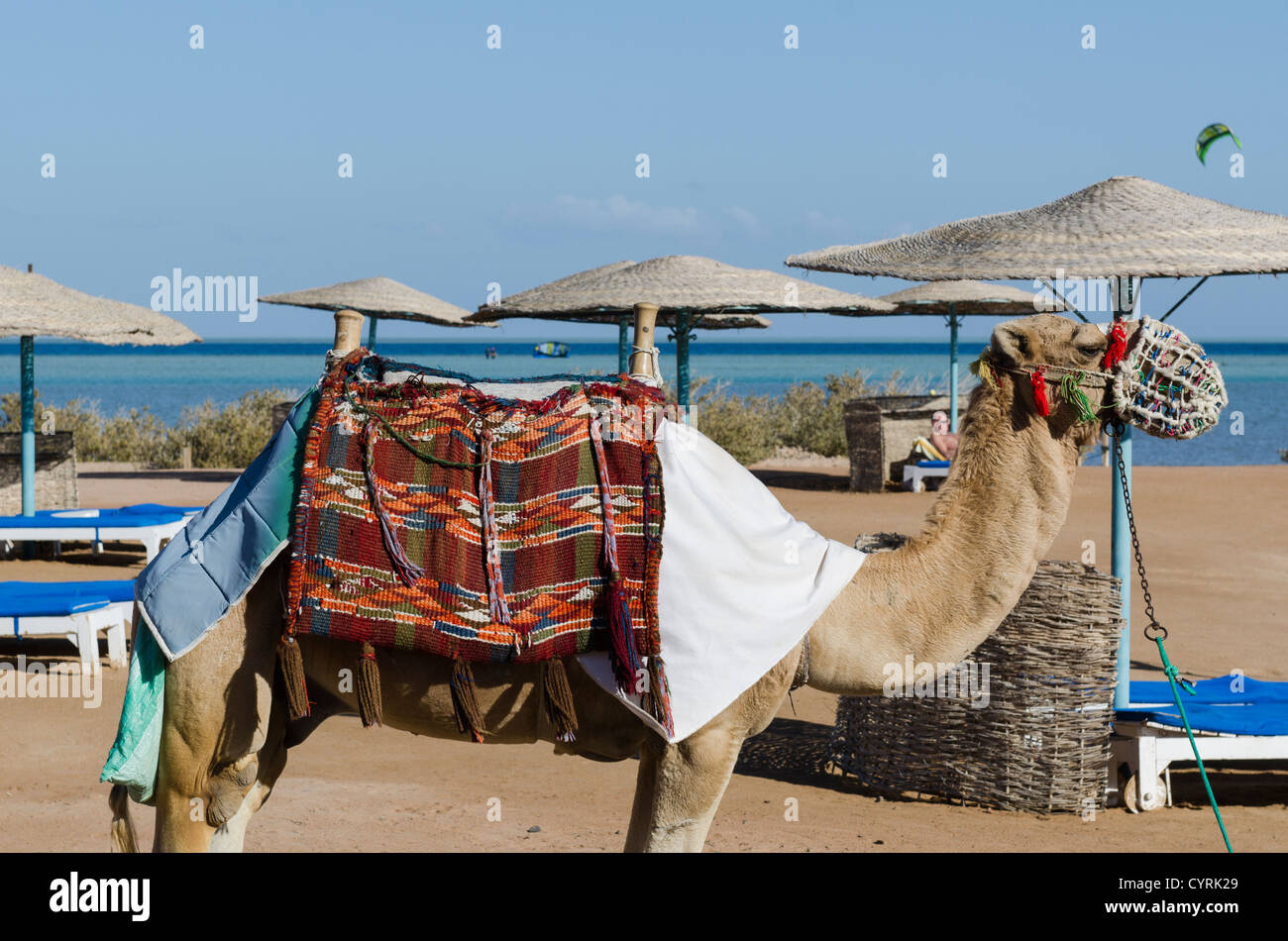 camel resort beach egypt colorful animal Stock Photo - Alamy