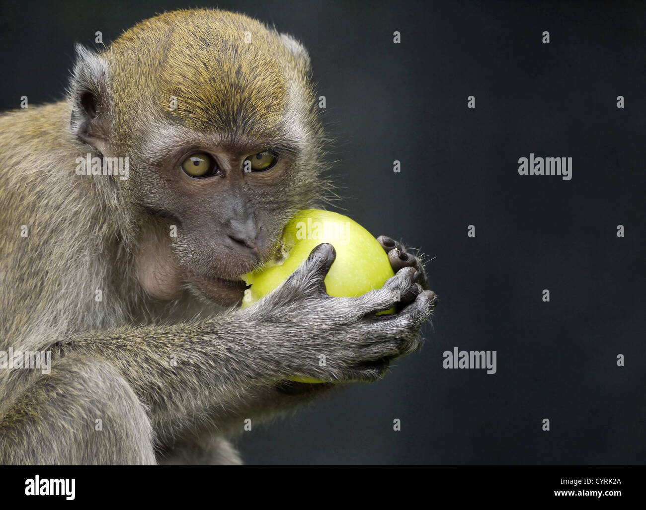 Hunter apple hi-res stock photography and images - Alamy