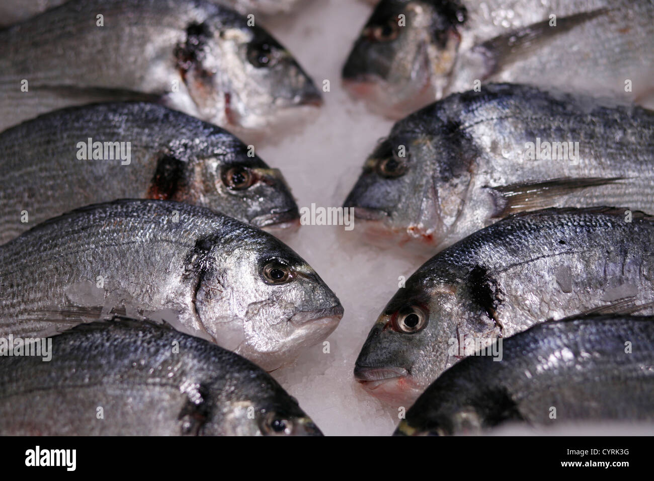 fresh Dorado fish on ice Stock Photo - Alamy