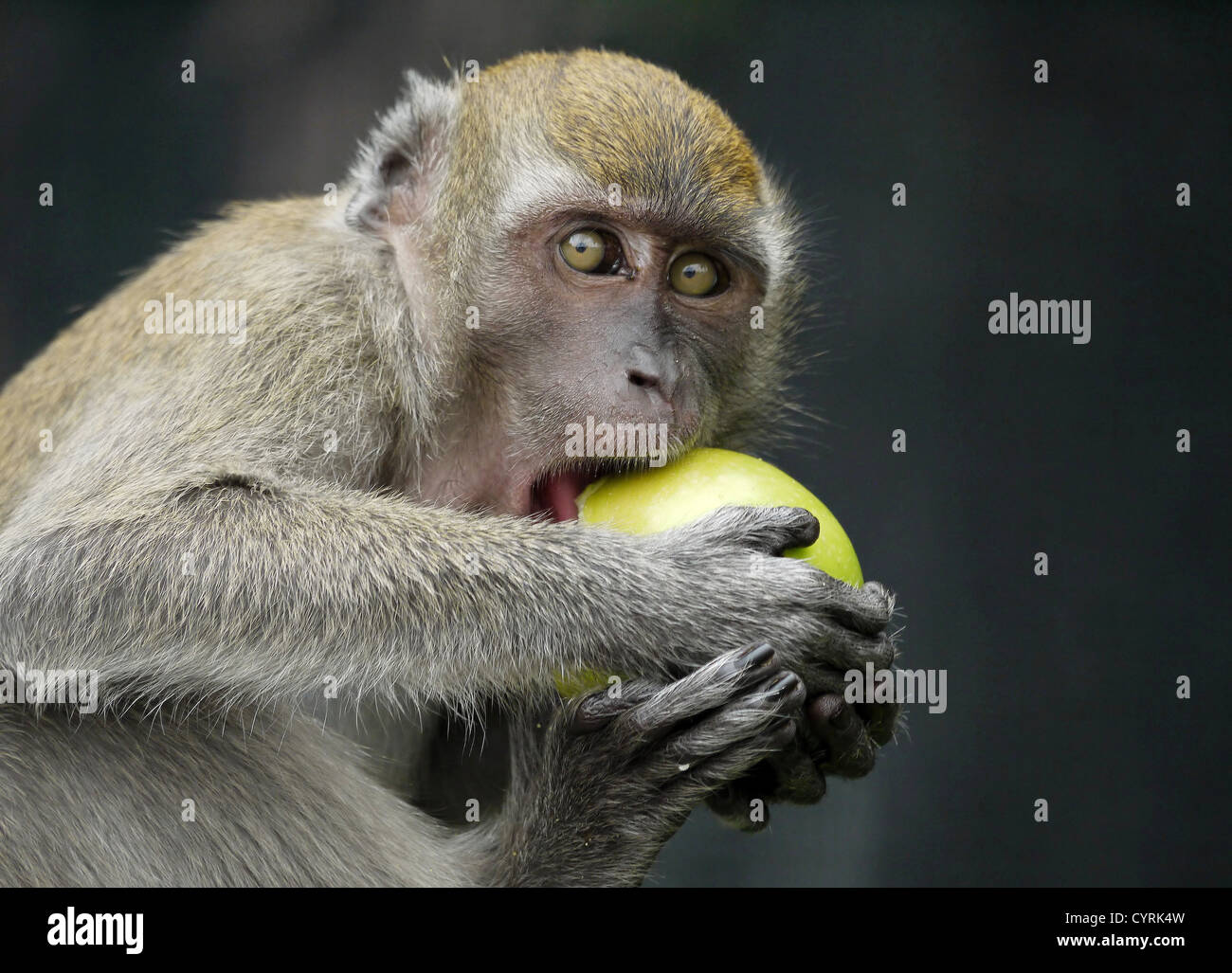A Portrait of a Monkey and an Apple Stock Photo - Alamy