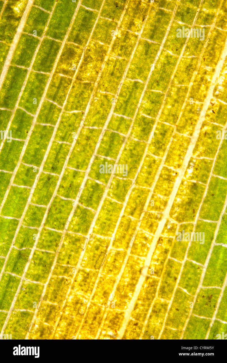 A Bamboo leaf magnified to 200x under a microscope set on a wet mount ...